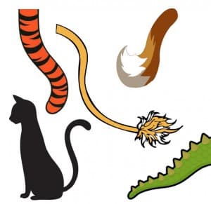 tail-types – The Tail Company