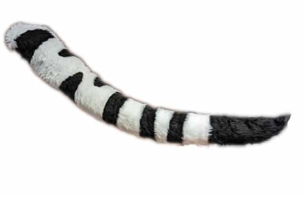 Tiger tails that wag and tremble, stand up and get frisky